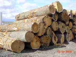 Easter White Pine Large Diameter Logs - Titan TimberTitan Timber